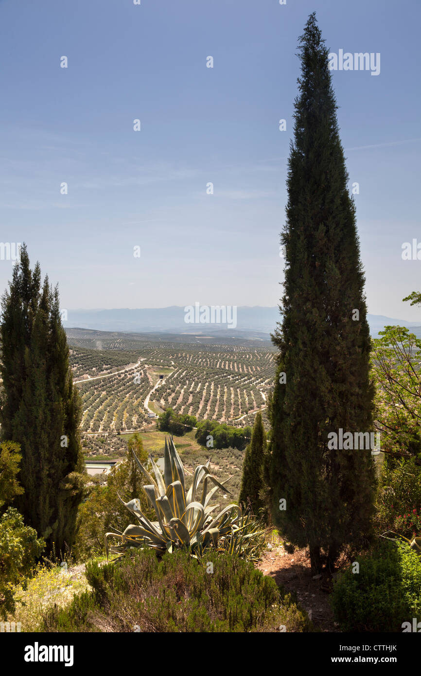 View over olive groves from town of Ubeda, Andalusia, Spain, Europe ...