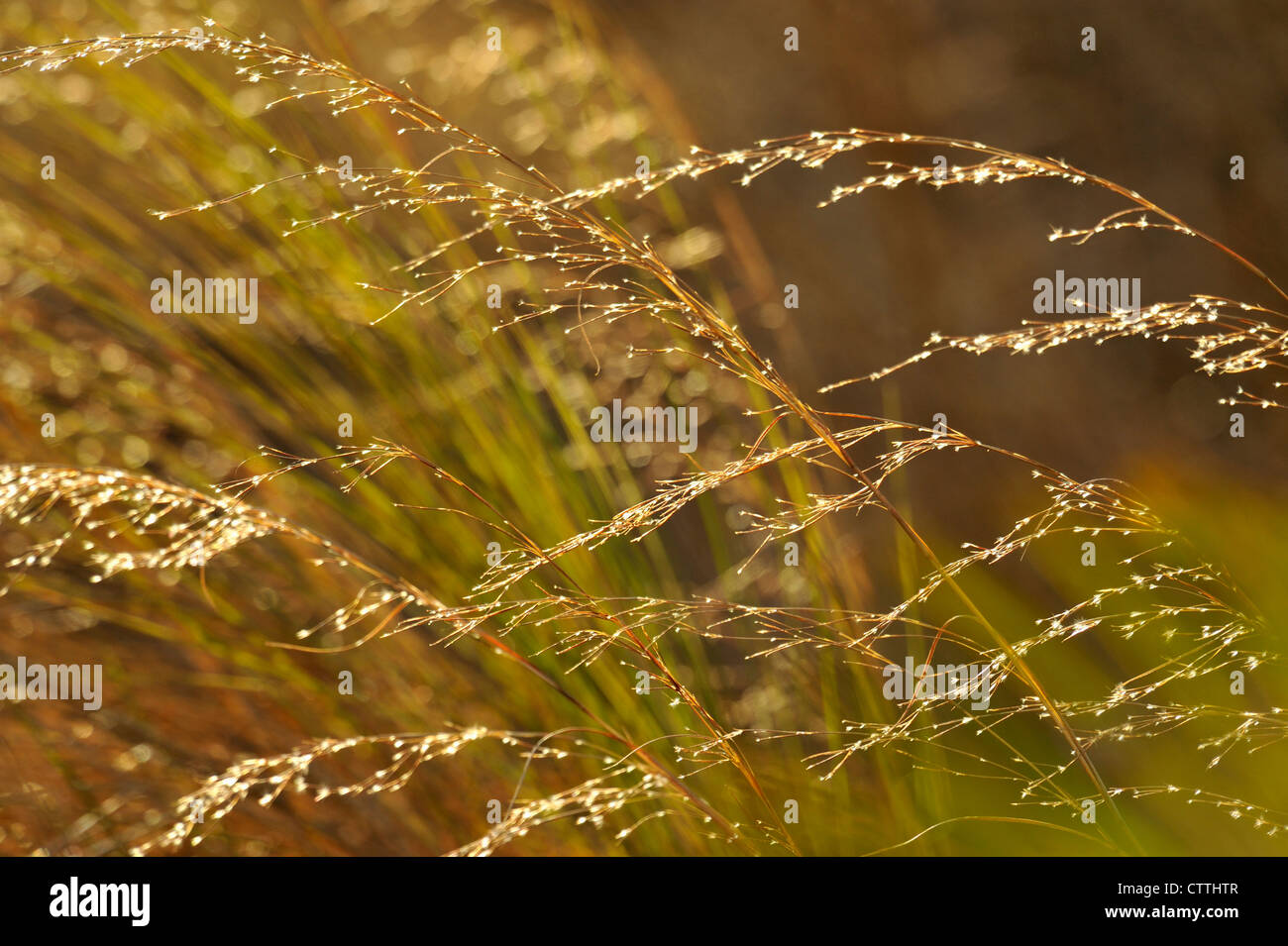 Prairie grasses hi-res stock photography and images - Alamy