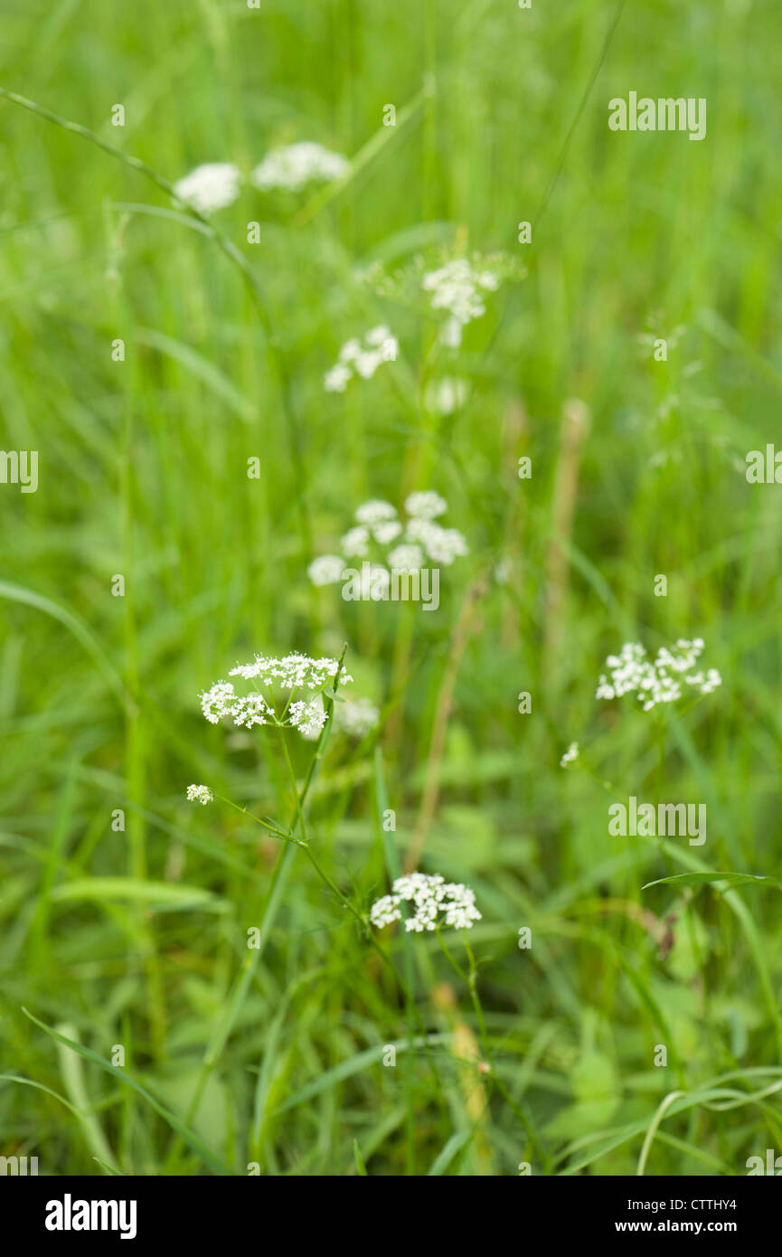 Pignut hi-res stock photography and images - Alamy