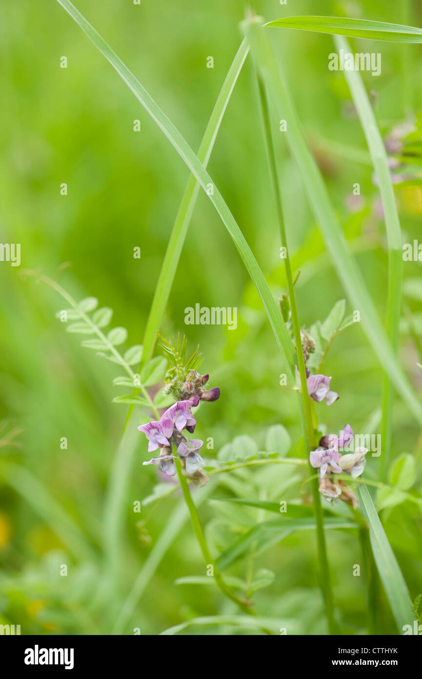Bush Vetch, Vicia sepium, in flower Stock Photo - Alamy