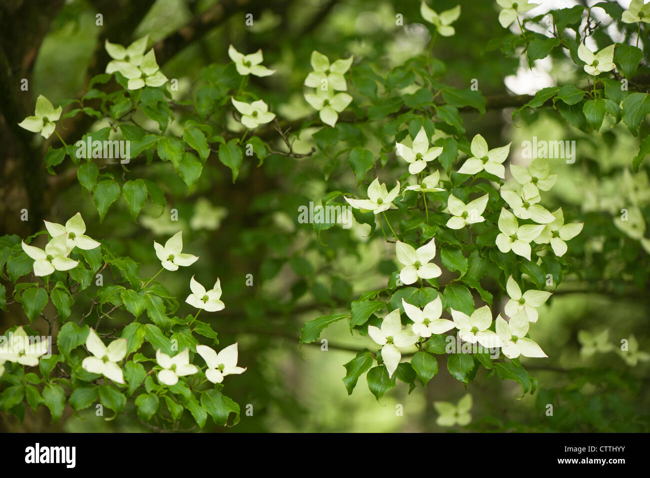 Cornus kousa, Kousa Dogwood, in flower Stock Photo - Alamy