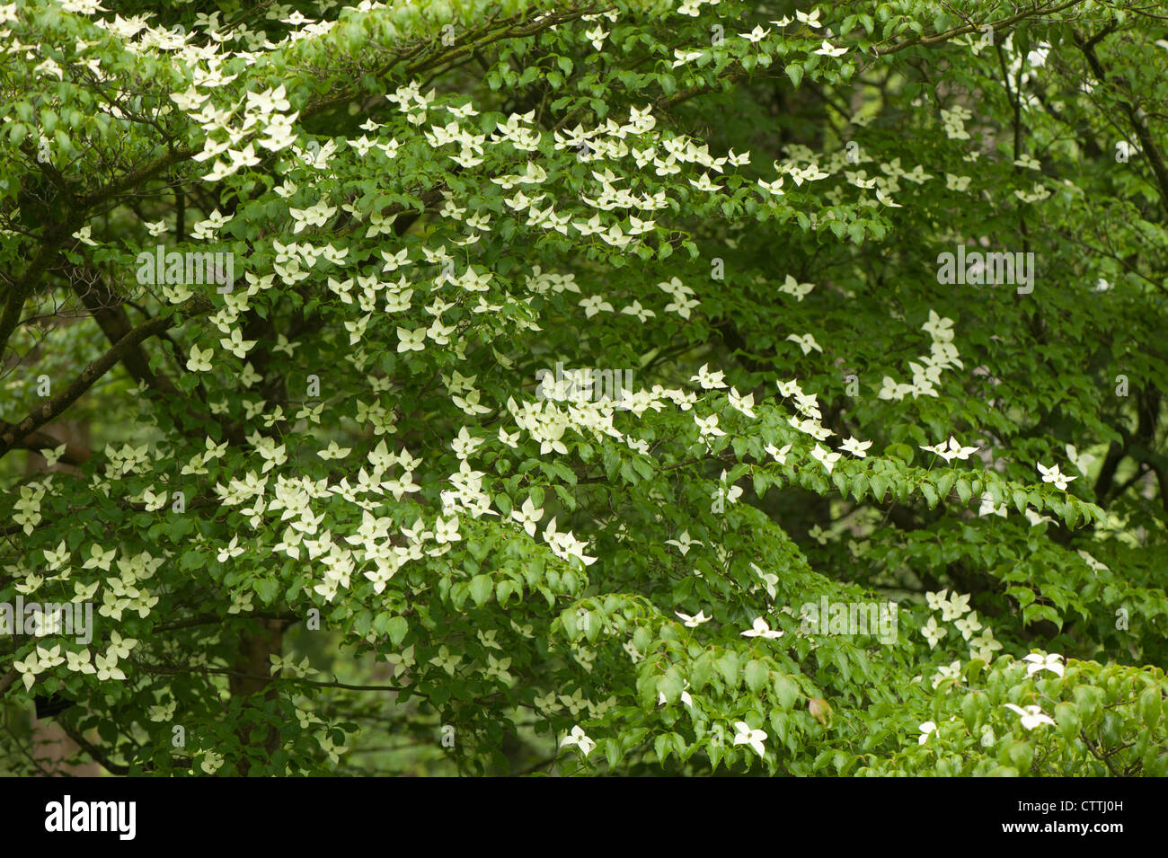 Cornus kousa, Kousa Dogwood, in flower Stock Photo - Alamy