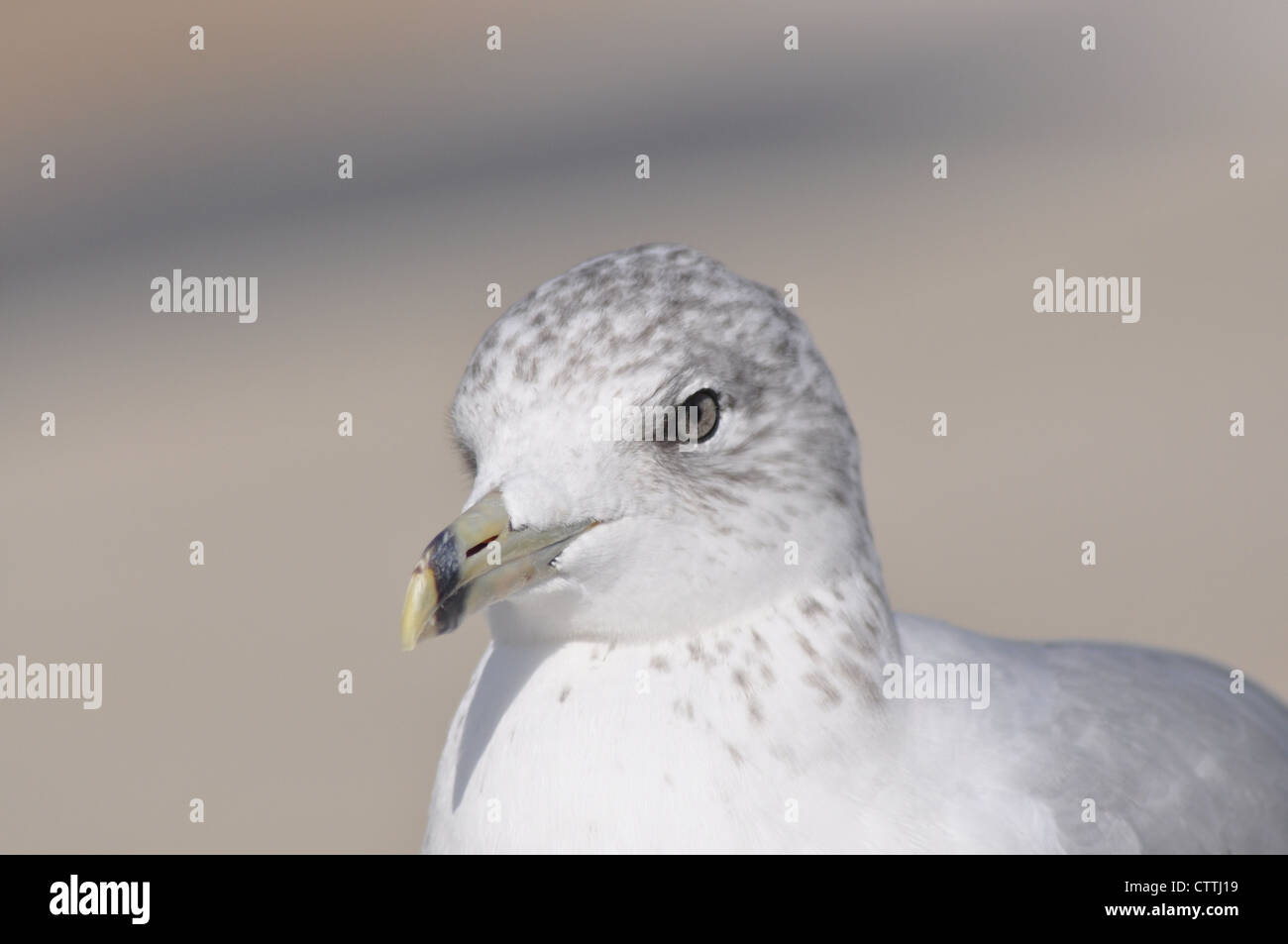 Upclose shot of a Seagull Stock Photo - Alamy
