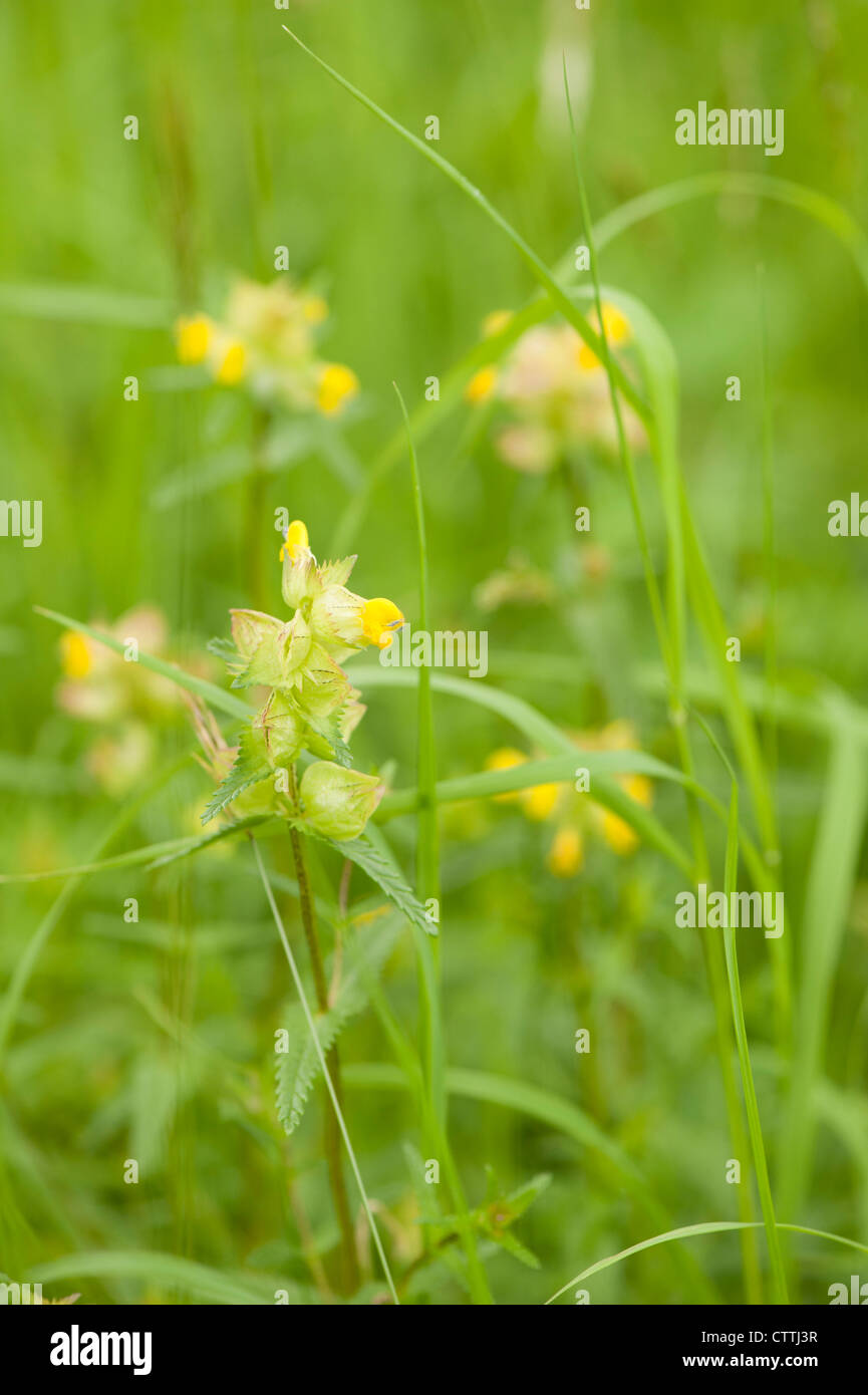 Yellow Rattle, Rhinanthus minor, in flower Stock Photo - Alamy