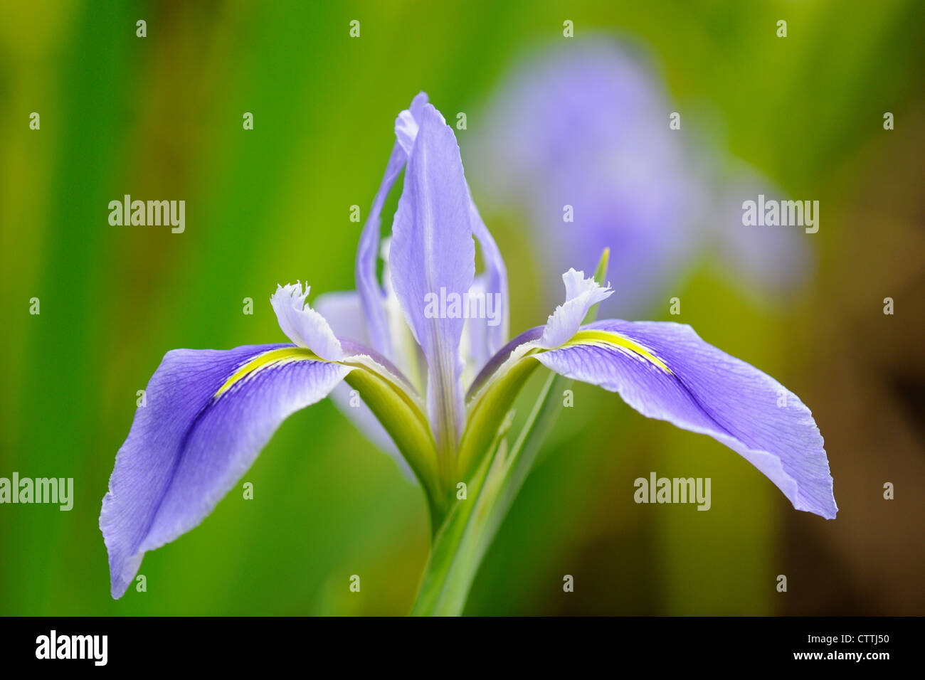 Blue flag iris hi-res stock photography and images - Alamy