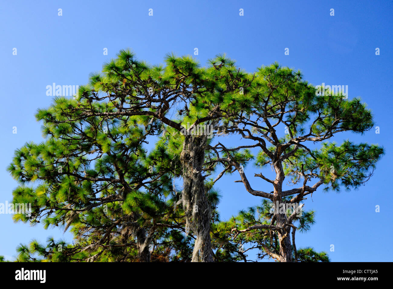 South florida pine tree hi-res stock photography and images - Alamy