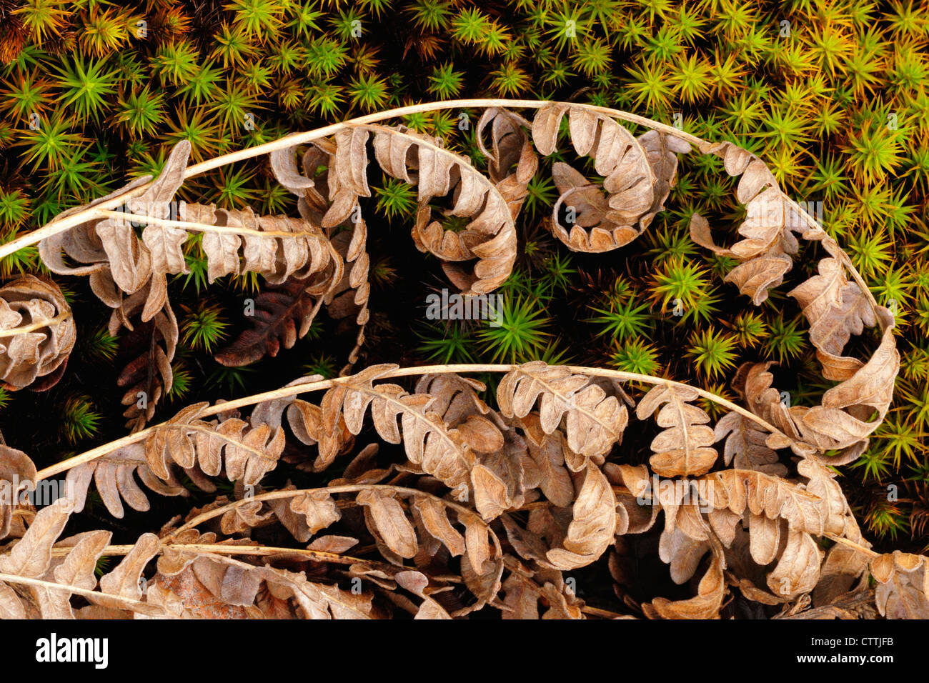 Dead Bracken fern (Pteridium aquilinum) fronds, Greater Sudbury ...