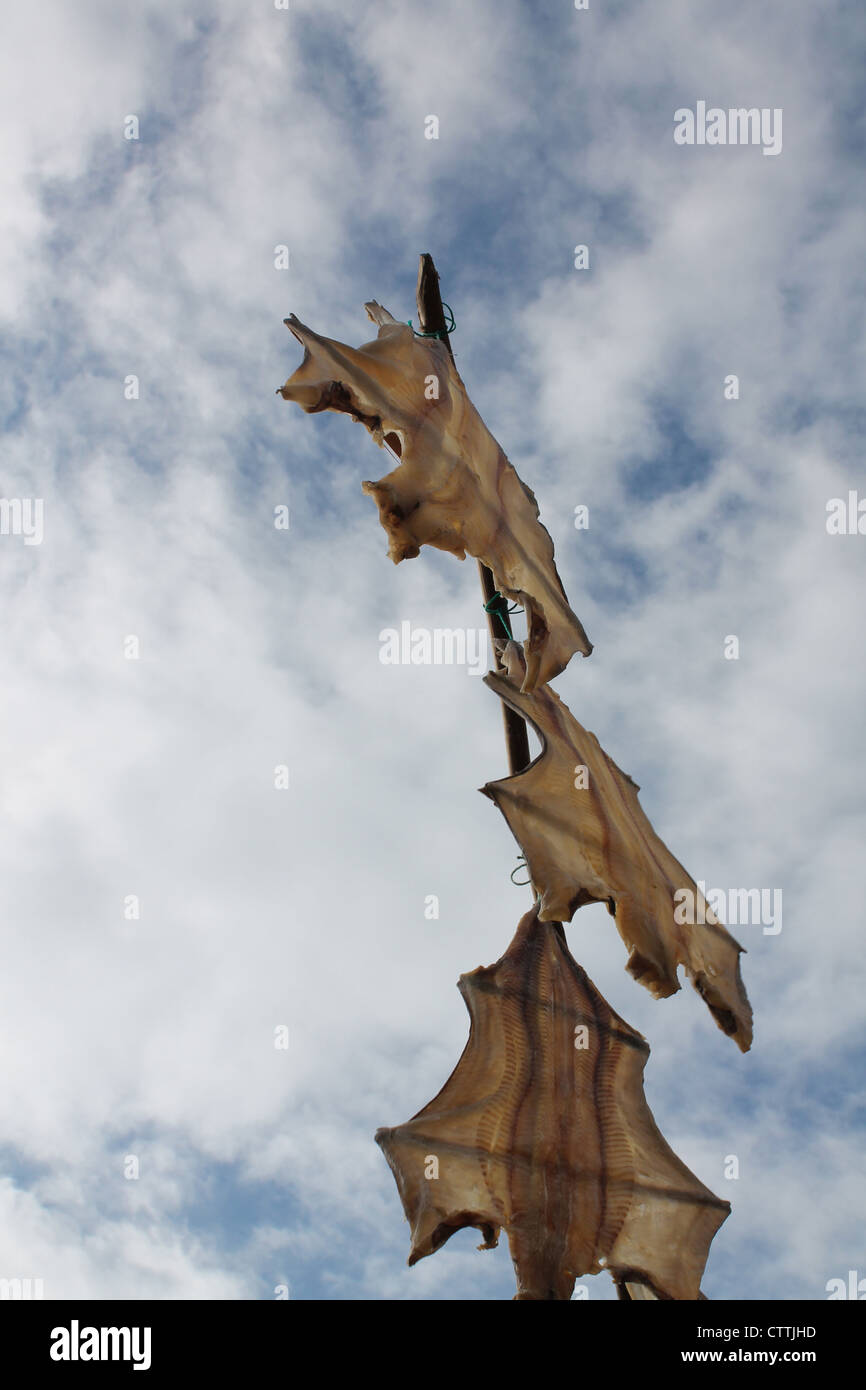 Hanging cod fish drying, Winston Churchill Bay, Madeira Stock Photo - Alamy