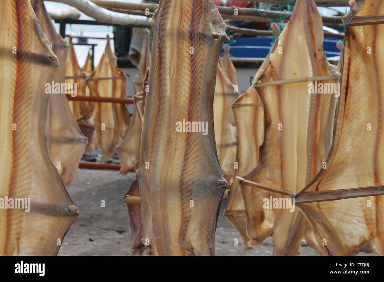 Hanging cod fish drying, Winston Churchill Bay, Madeira Stock Photo - Alamy