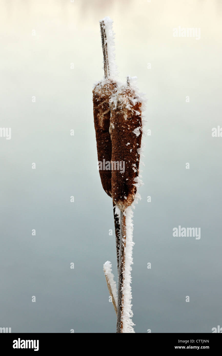 Structures of plants hi-res stock photography and images - Alamy