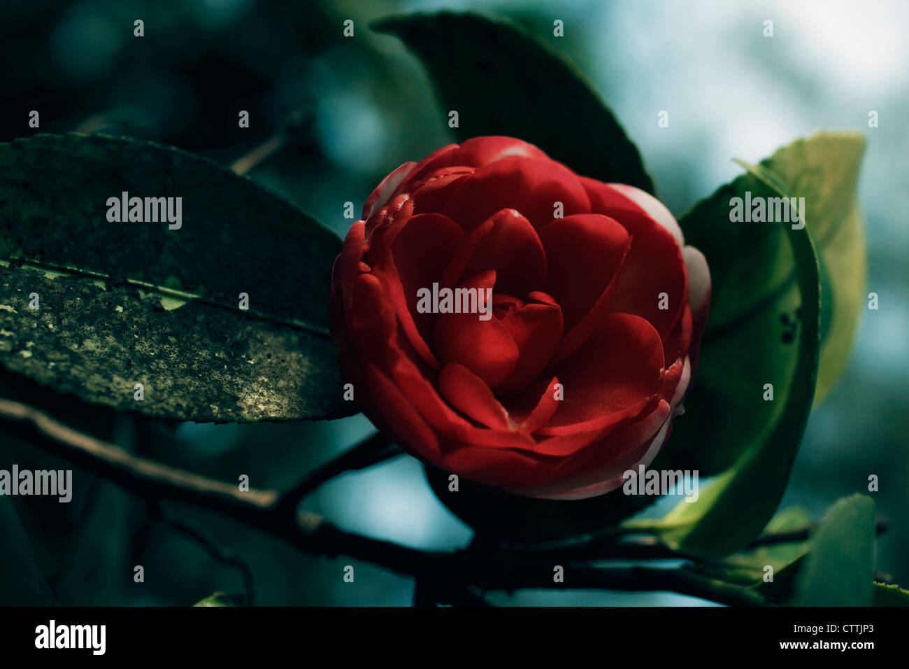 Japanese camellia camelia japonica hi-res stock photography and images ...