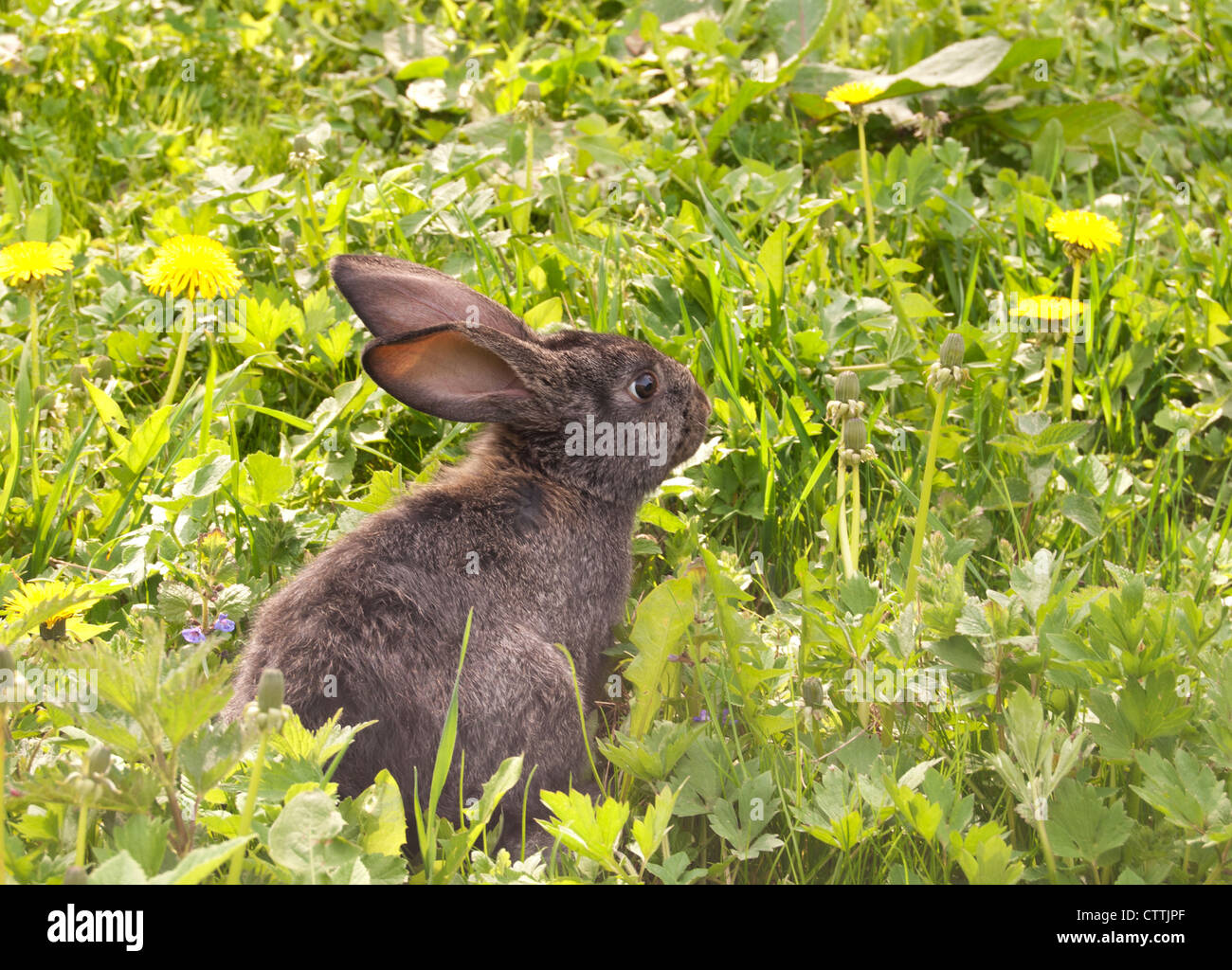 Cute Rabbit in Grass Stock Photo - Alamy