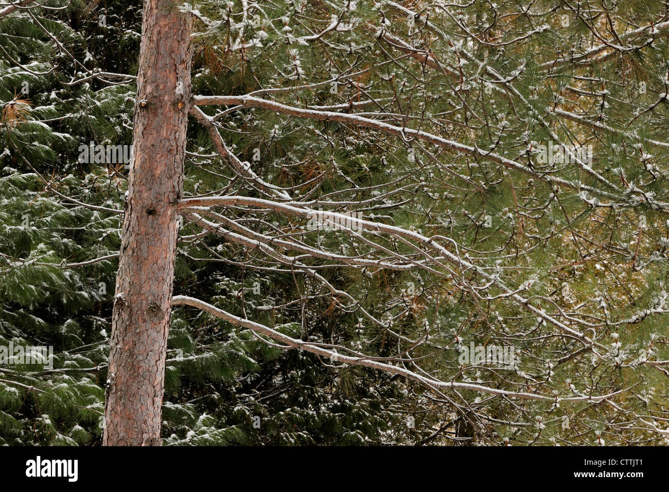 Red pine (Pinus resinosa) Trunk with Eastern white pine (Pinus strobus ...