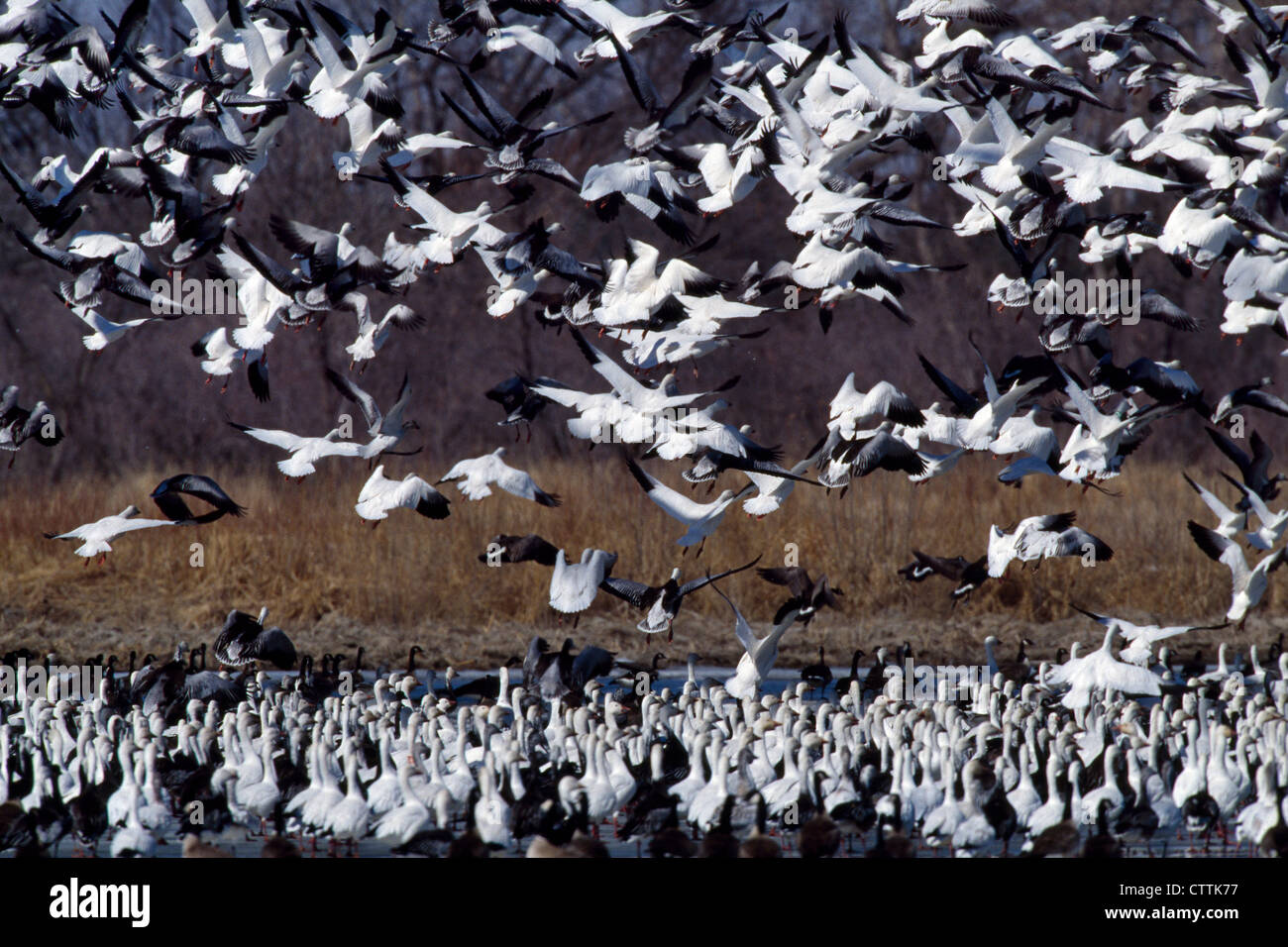 FLOCK OF GEESE LANDING ON WATER Stock Photo - Alamy