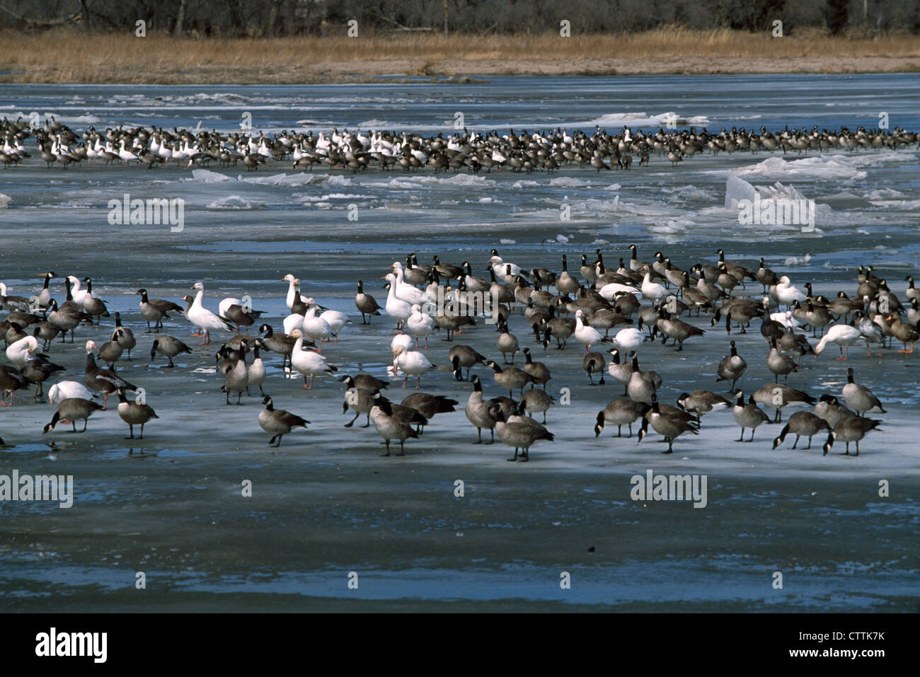 FLOCK OF SNOW GEESE AND CANADA GEESE WALKING ON FROZEN WETLAND Stock ...