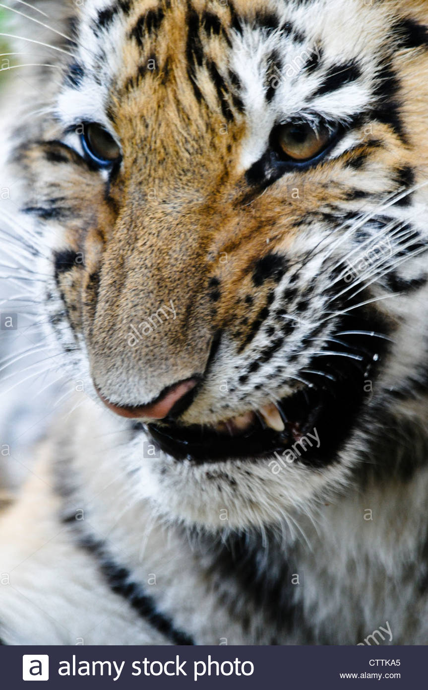 Tiger Nose High Resolution Stock Photography and Images - Alamy