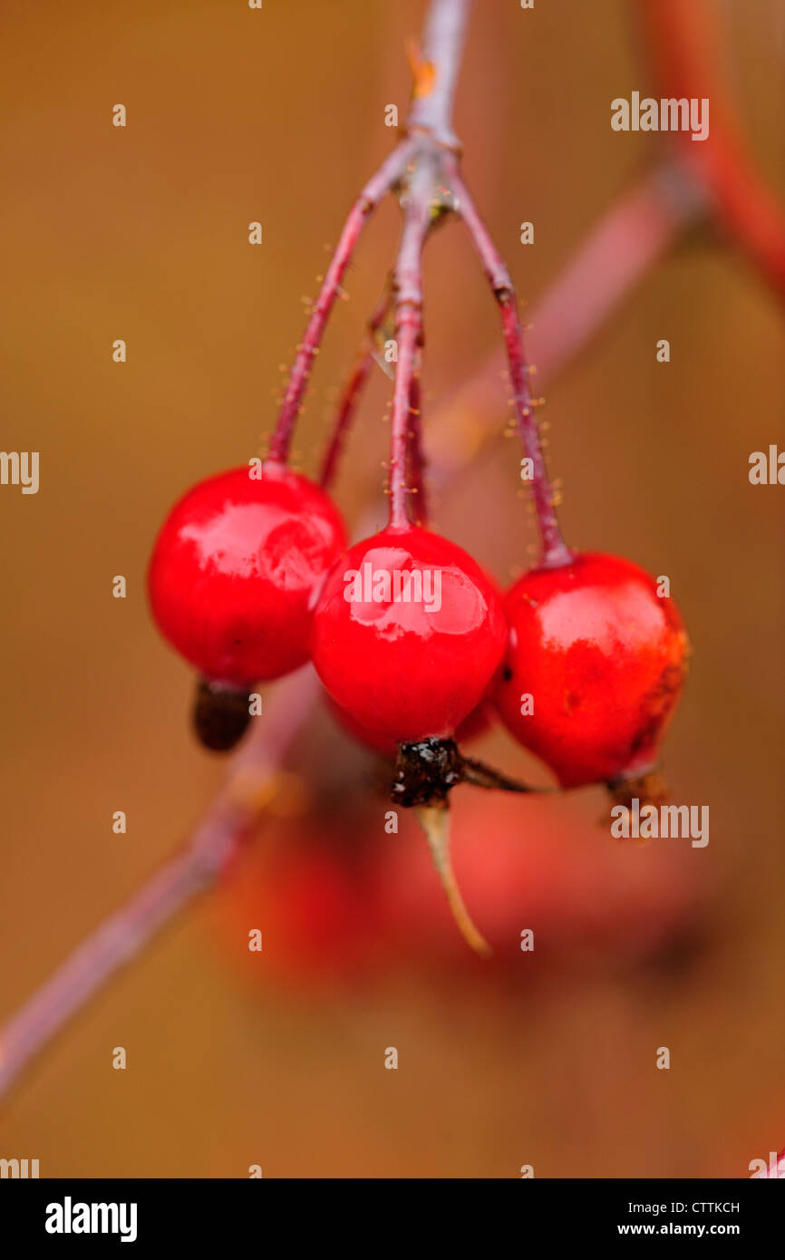 Rose Rosa Spp Stock Photos & Rose Rosa Spp Stock Images - Alamy