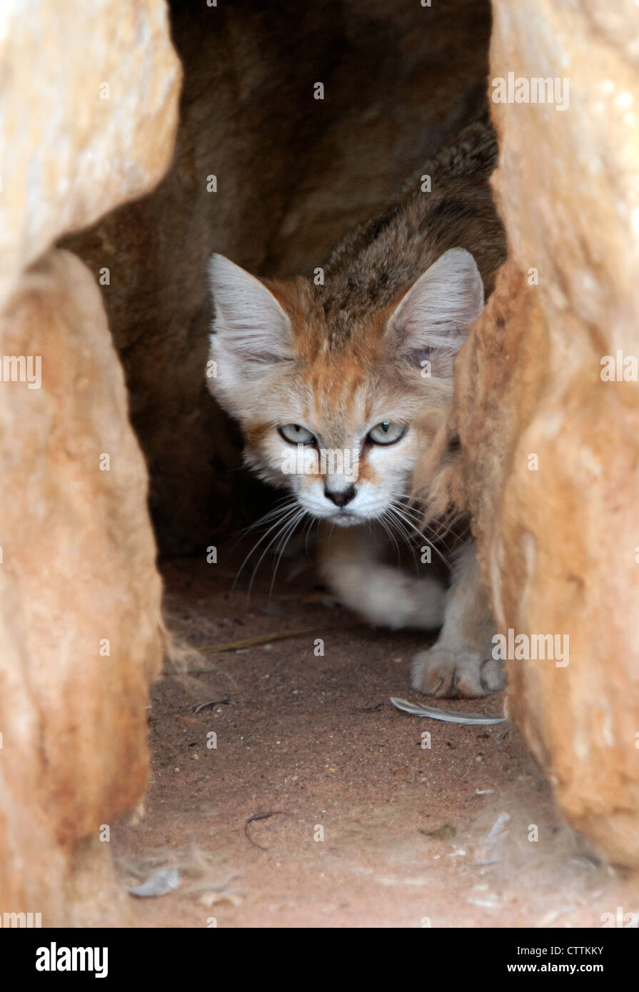 Felis margarita margarita hi-res stock photography and images - Alamy