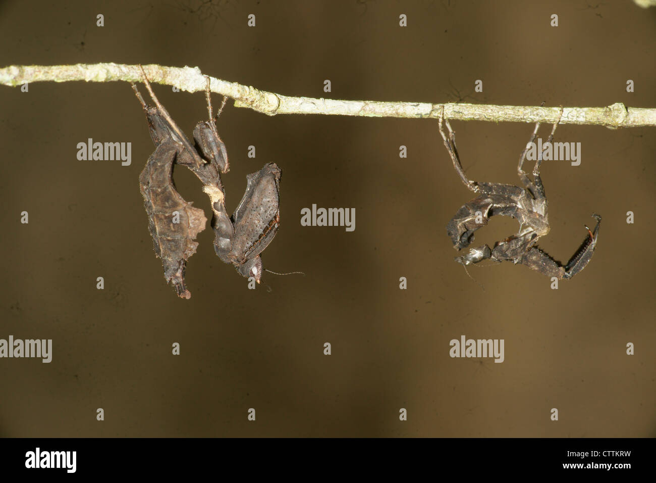 Acanthops falcata Dead leaf mantis Stock Photo - Alamy