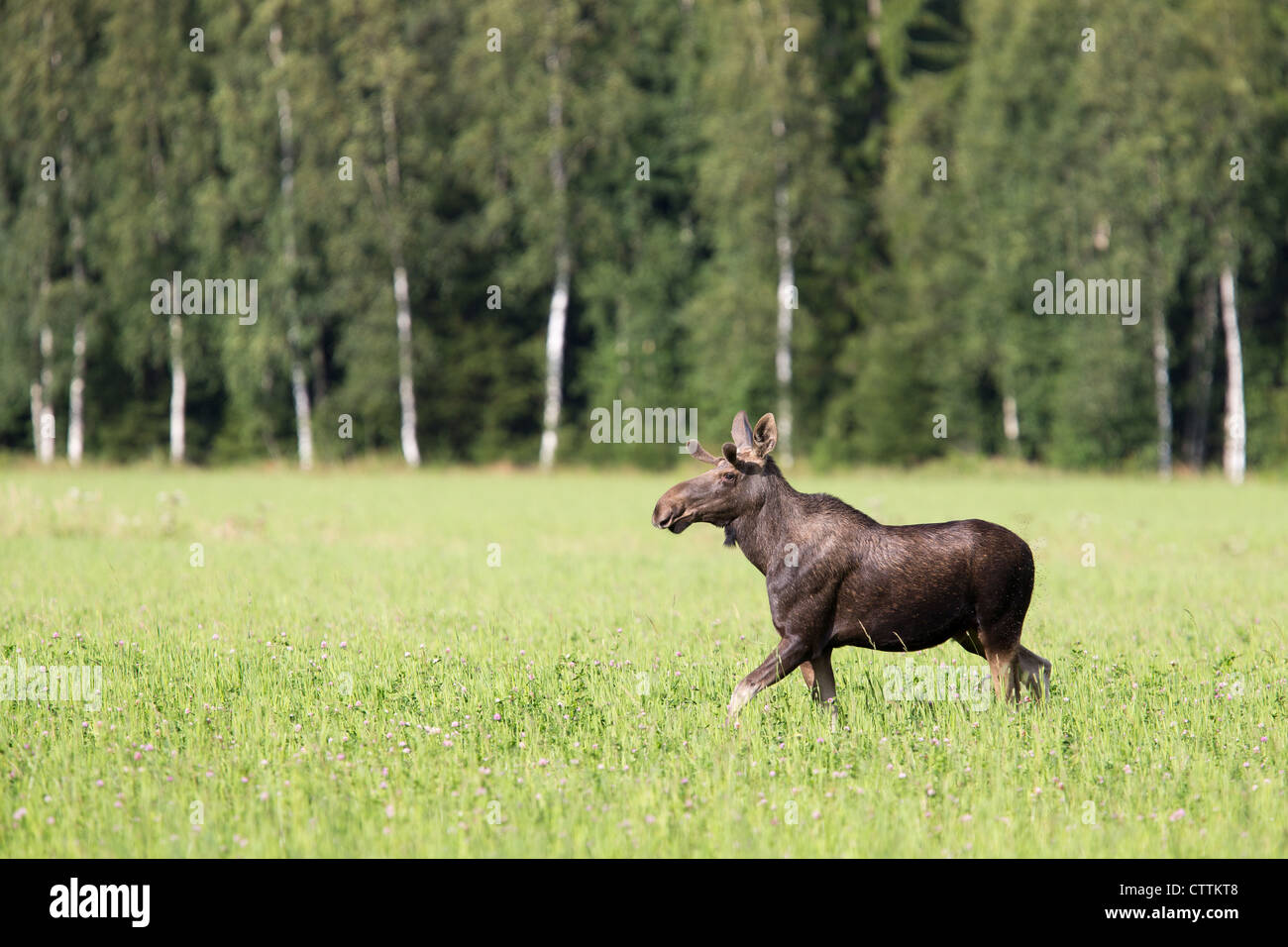 Moose face up close hi-res stock photography and images - Alamy