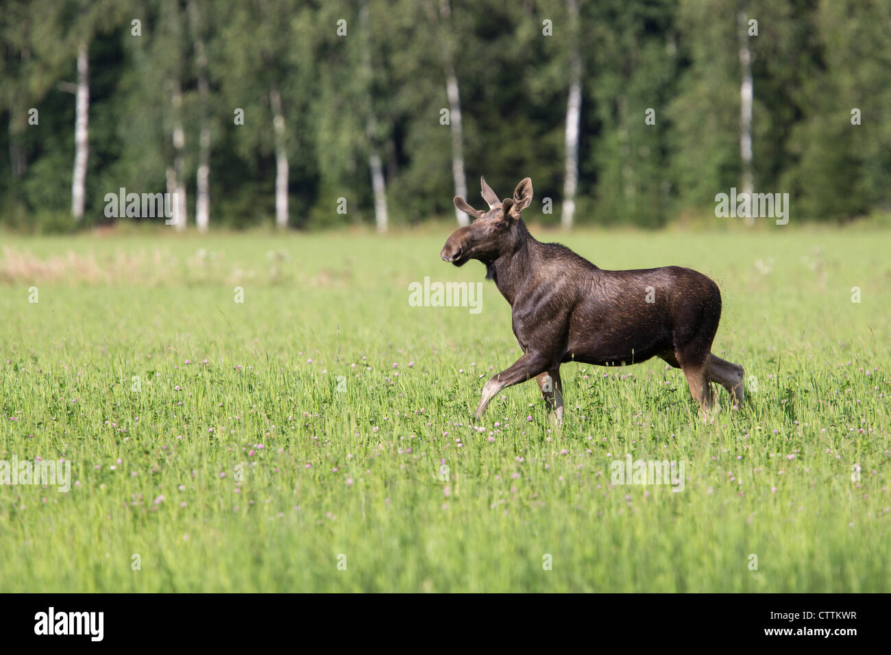 Male moose in meadow hi-res stock photography and images - Alamy