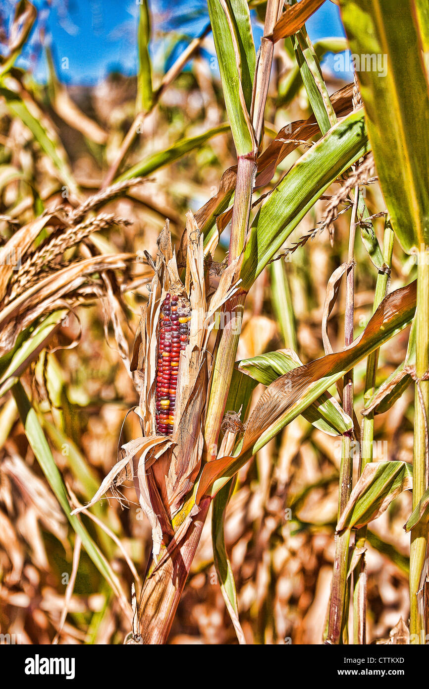 Ear of indian corn hi-res stock photography and images - Alamy