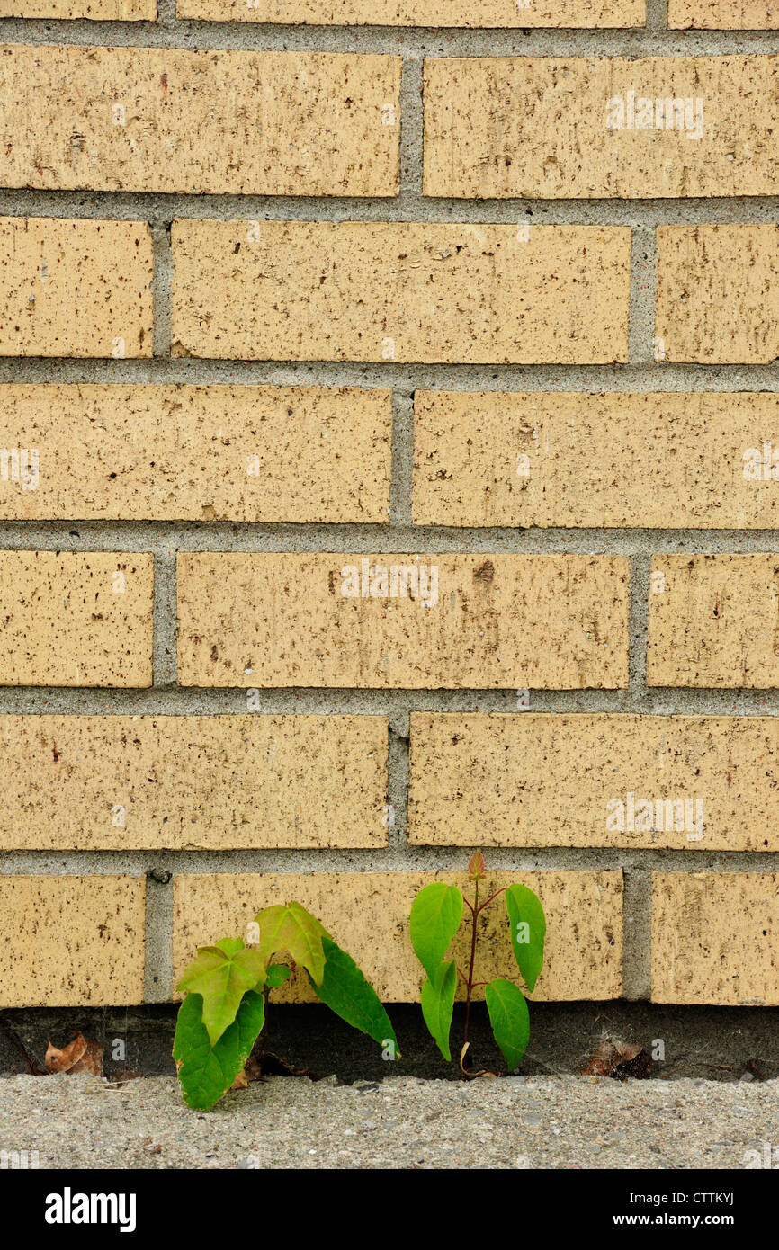 Tree seedlings growing from crack in concrete at the base of a wall ...