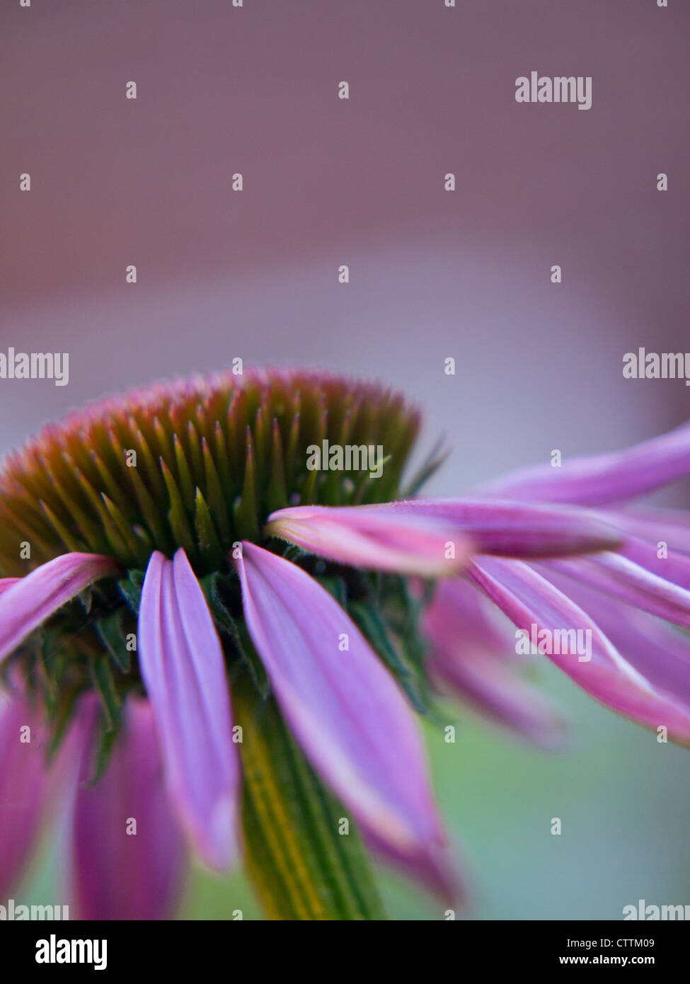 Picture of echinacea plant hi-res stock photography and images - Alamy