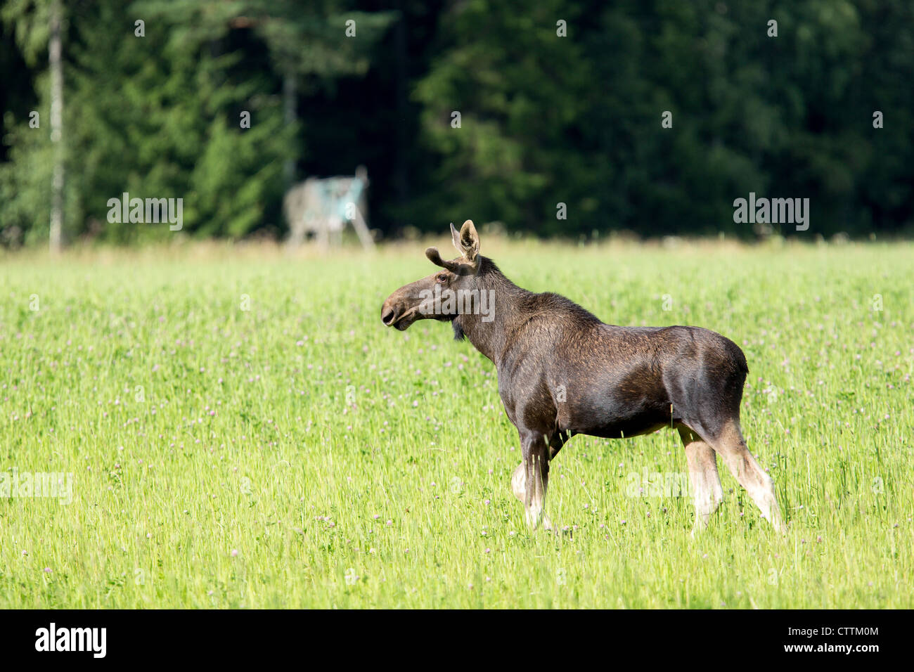 Male moose in meadow hi-res stock photography and images - Alamy