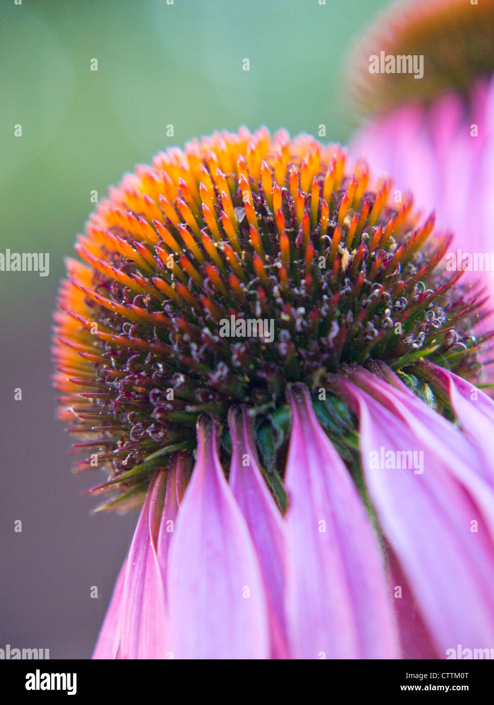 echinacea plant or flower Stock Photo - Alamy