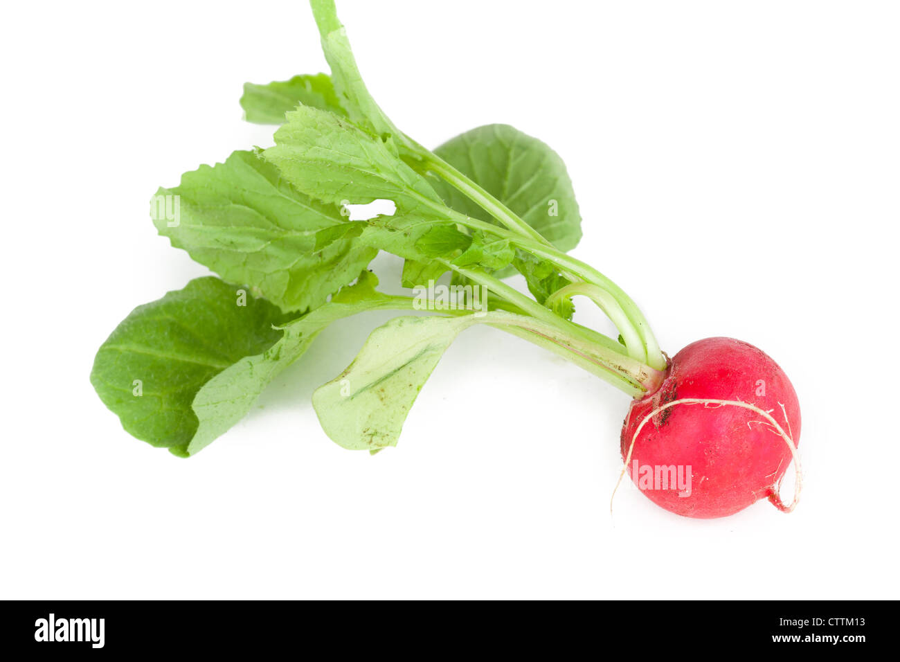 Garden radish, closeup on white background Stock Photo - Alamy
