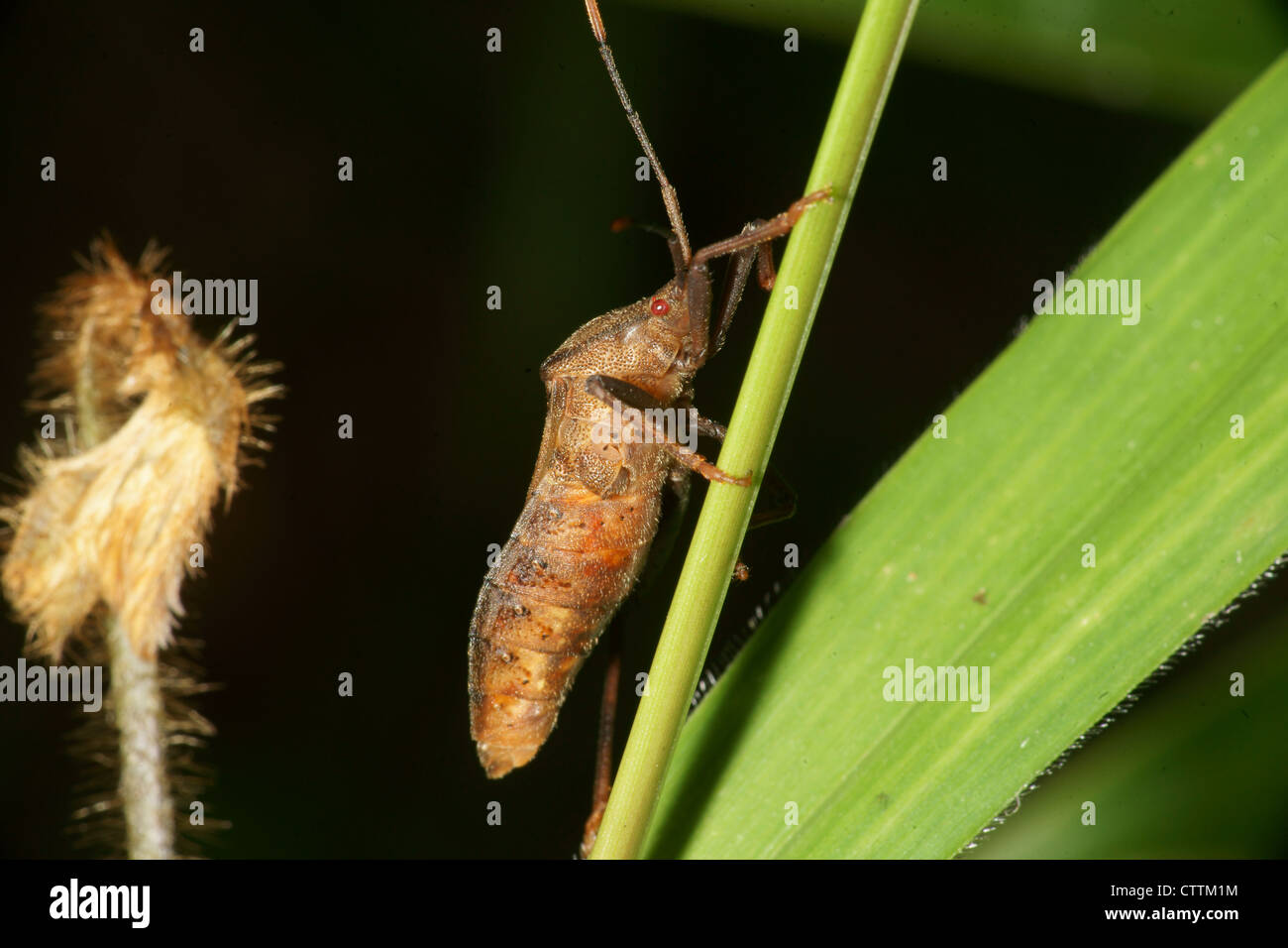 Thrip bug hi-res stock photography and images - Alamy