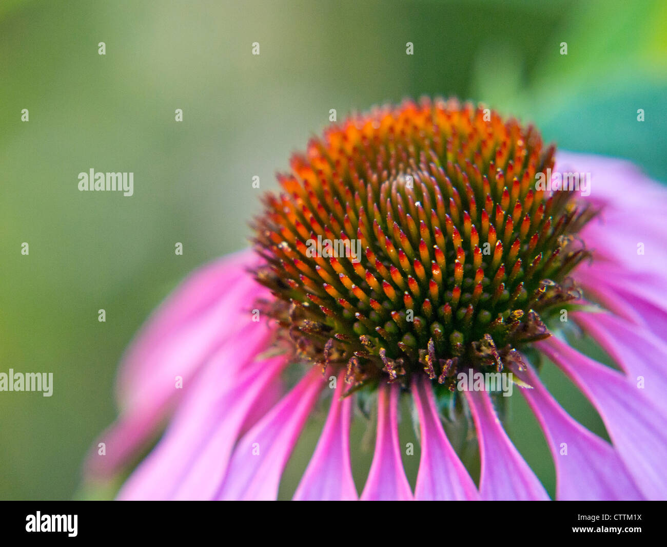 Picture of echinacea plant hi-res stock photography and images - Alamy