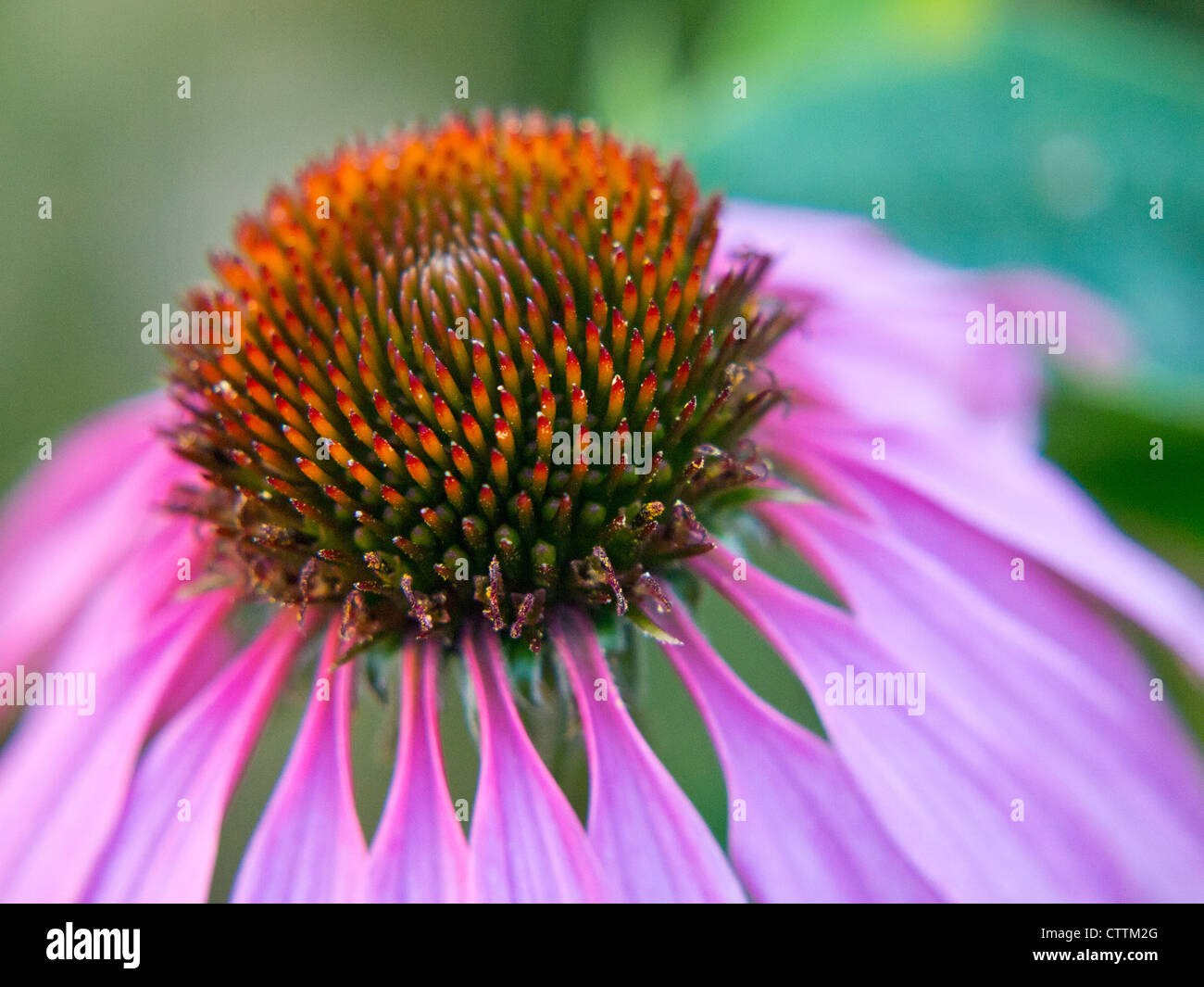 echinacea plant or flower Stock Photo - Alamy