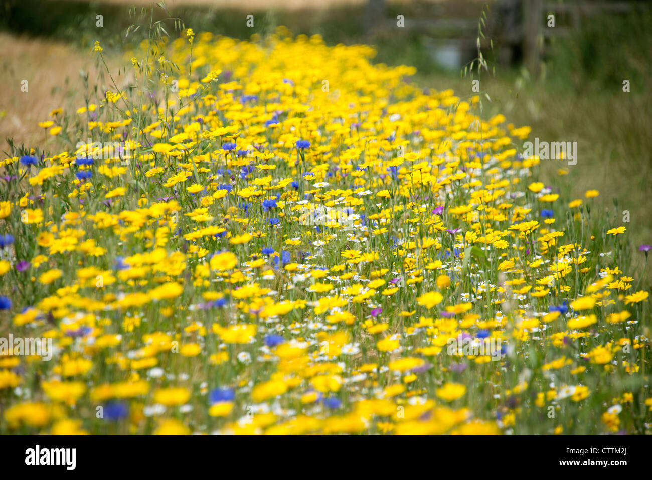 Devon wild flowers hi-res stock photography and images - Alamy