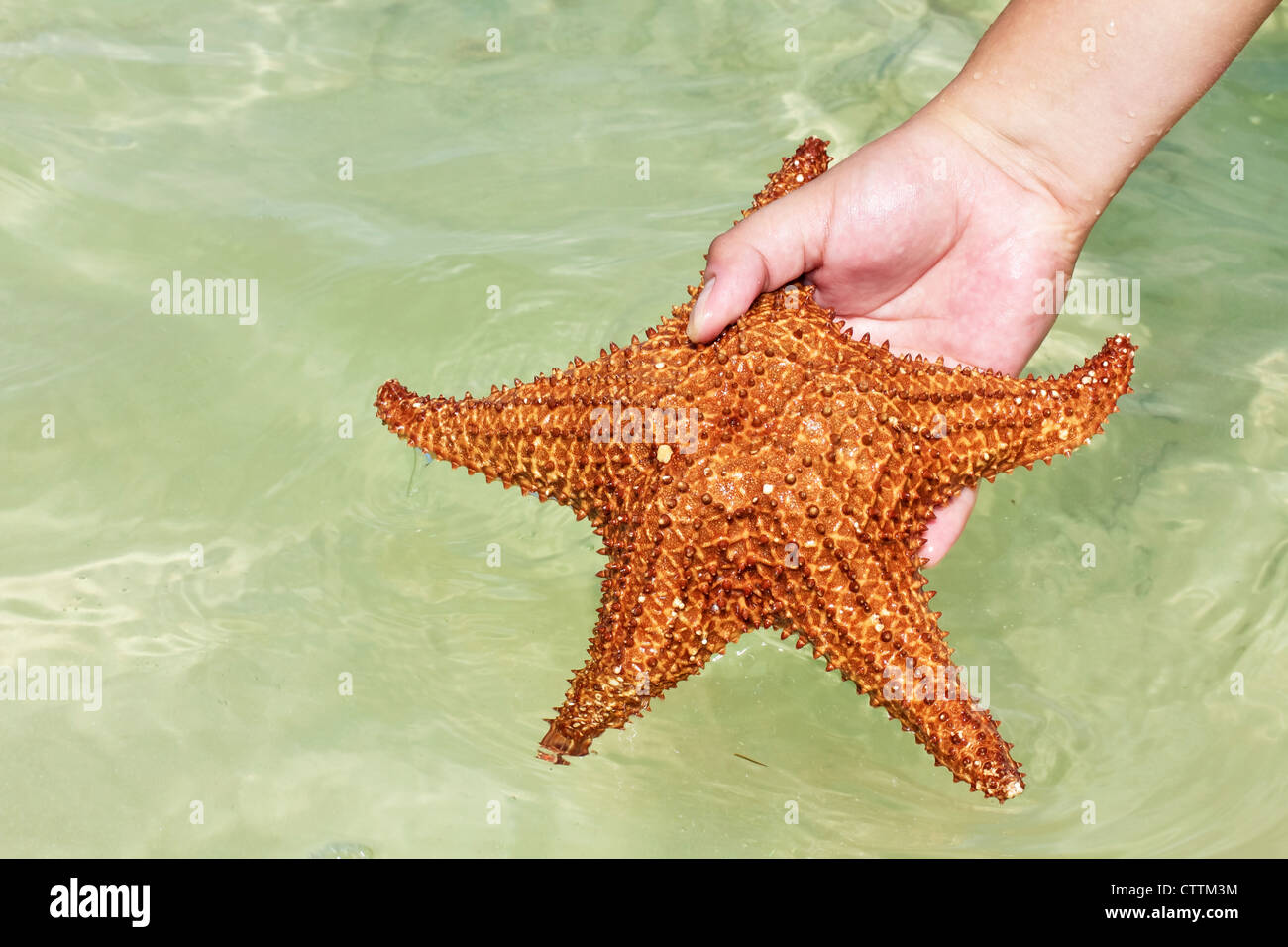 Starfish in hand on caribbean beach Stock Photo - Alamy