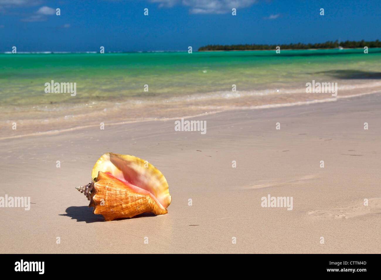 Seashell on caribbean beach, closeup Stock Photo - Alamy