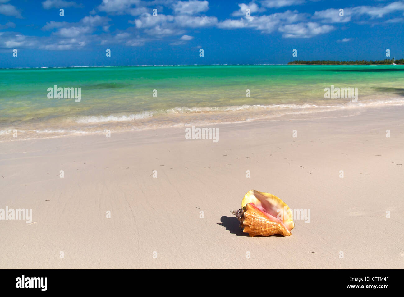 Seashell on caribbean beach, tropical trip Stock Photo - Alamy