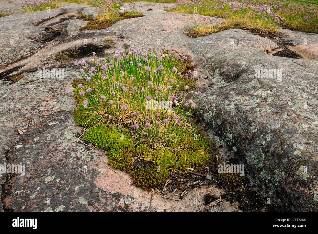 Marginal habitats hi-res stock photography and images - Alamy