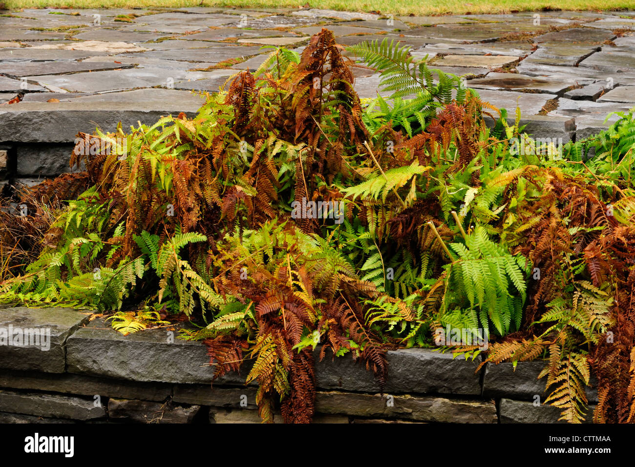 Dead ferns garden wall greater hi-res stock photography and images - Alamy