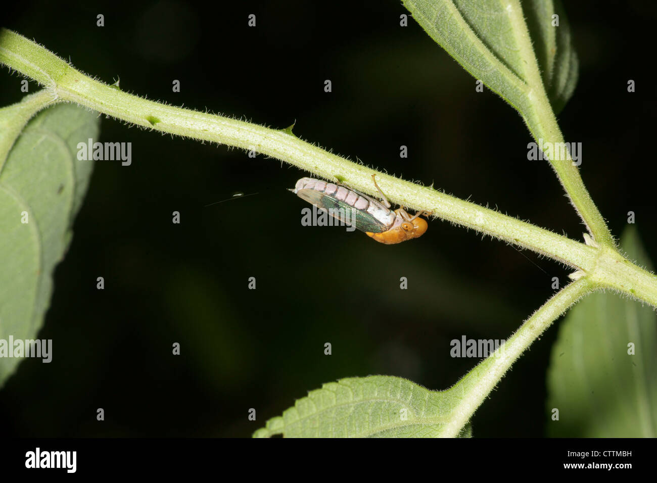 Thrip bug hi-res stock photography and images - Alamy