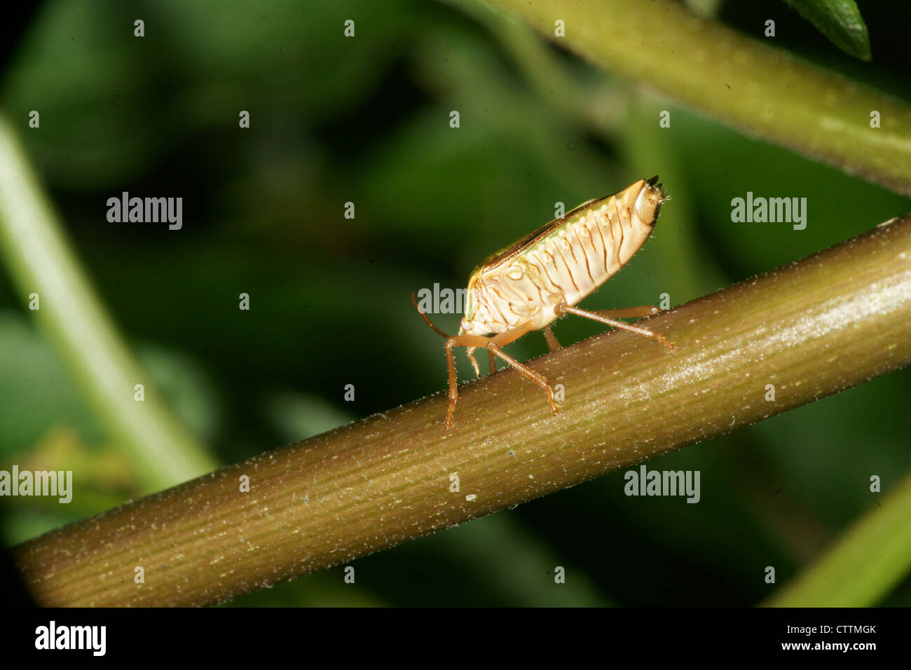Shield bug drinking sap from plant stem Stock Photo - Alamy