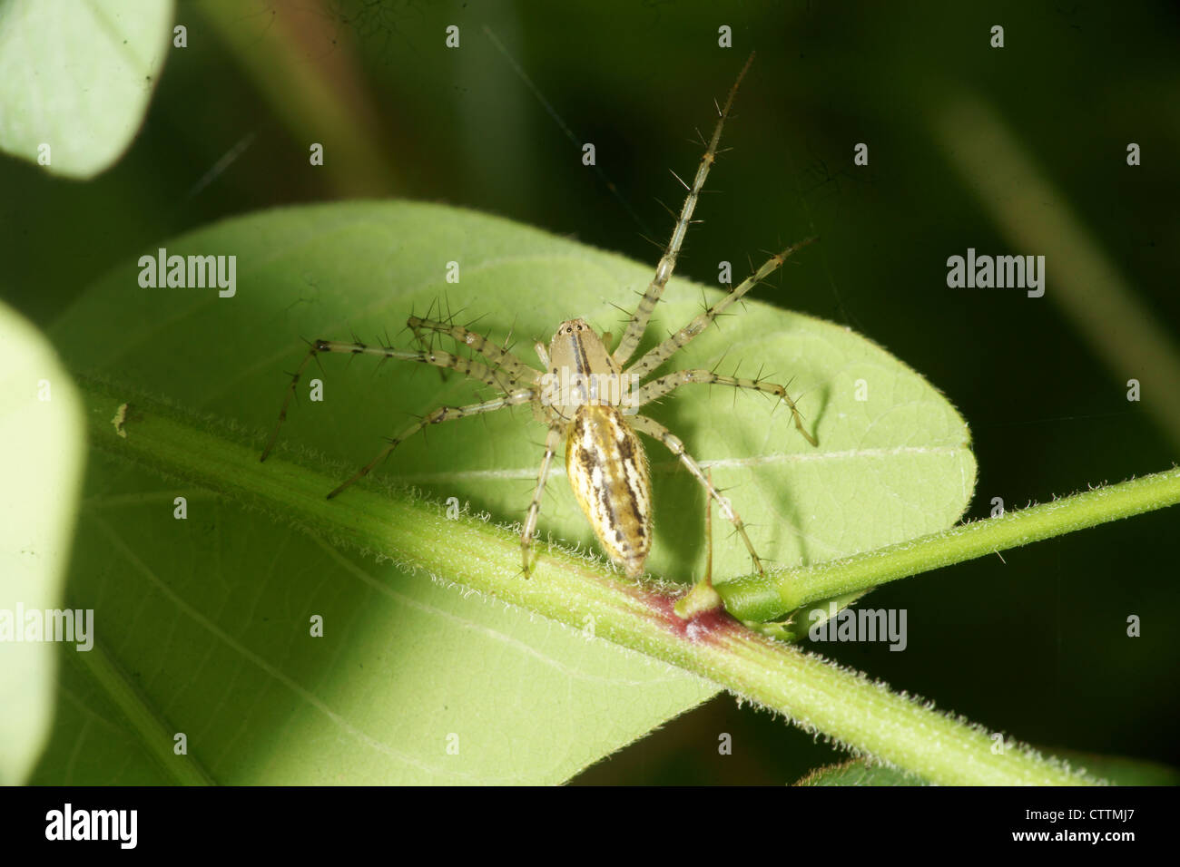 Leaf lynx hi-res stock photography and images - Alamy