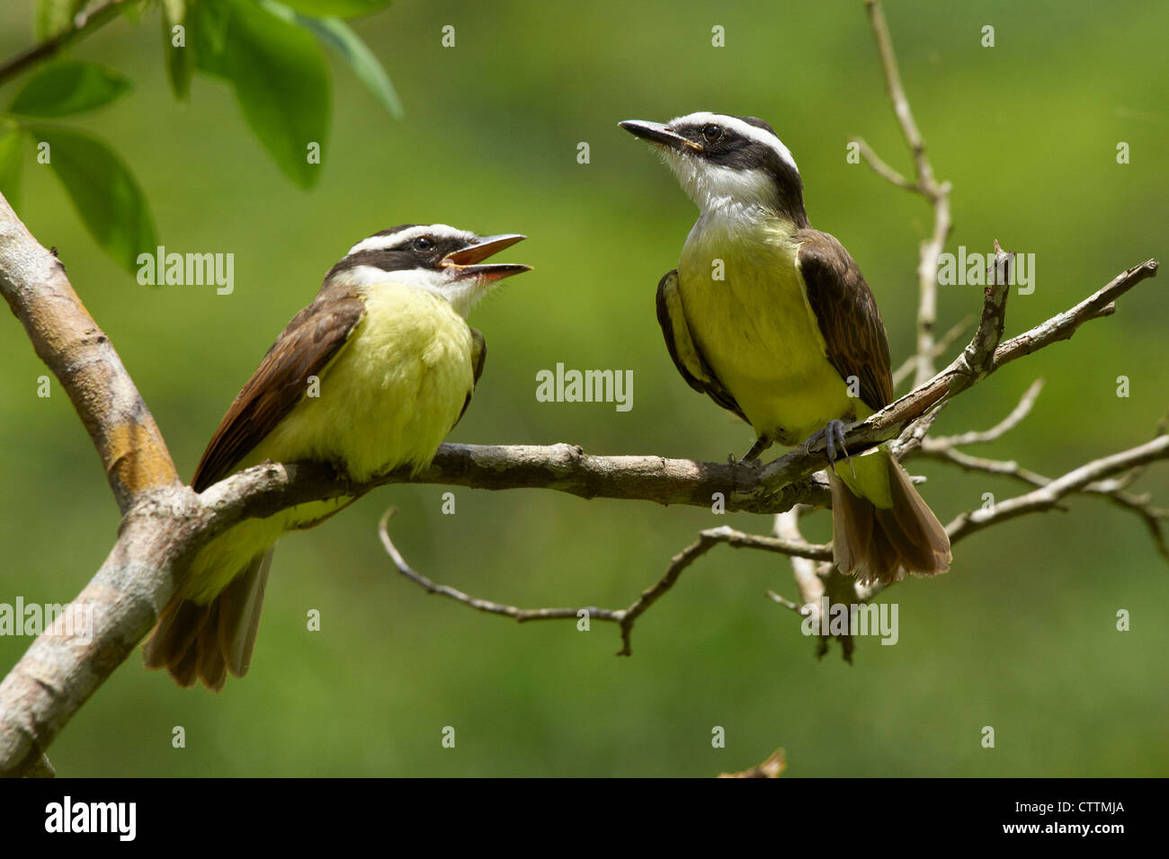 Great kiskadees hi-res stock photography and images - Alamy