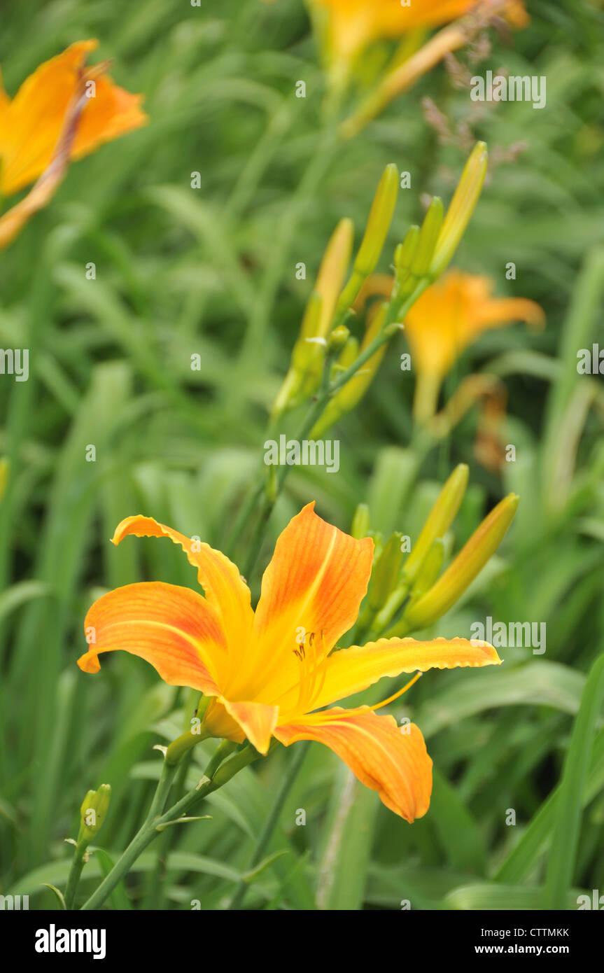 Wild orange lilies hi-res stock photography and images - Alamy