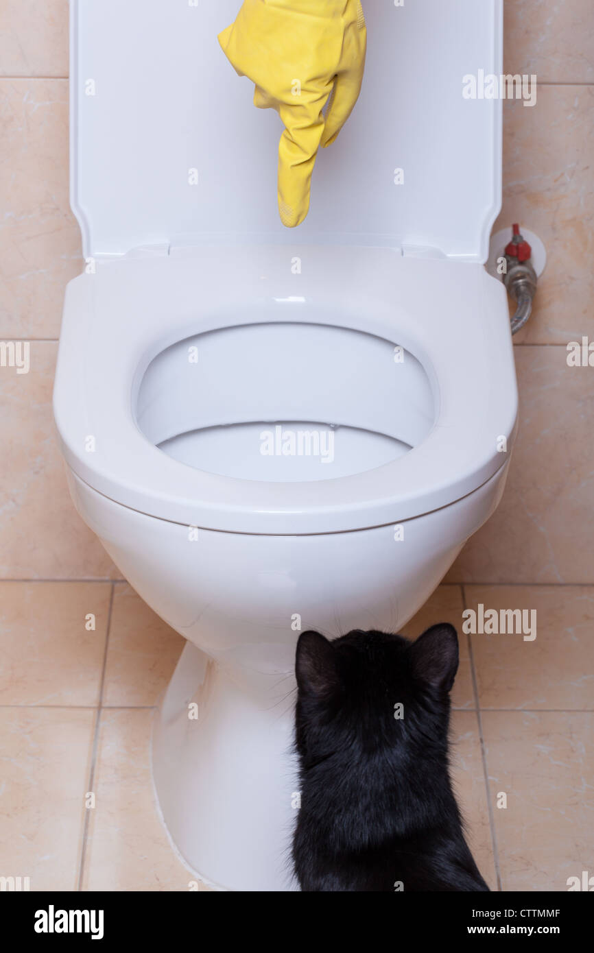 Hygiene concept, cat and toilet Stock Photo - Alamy