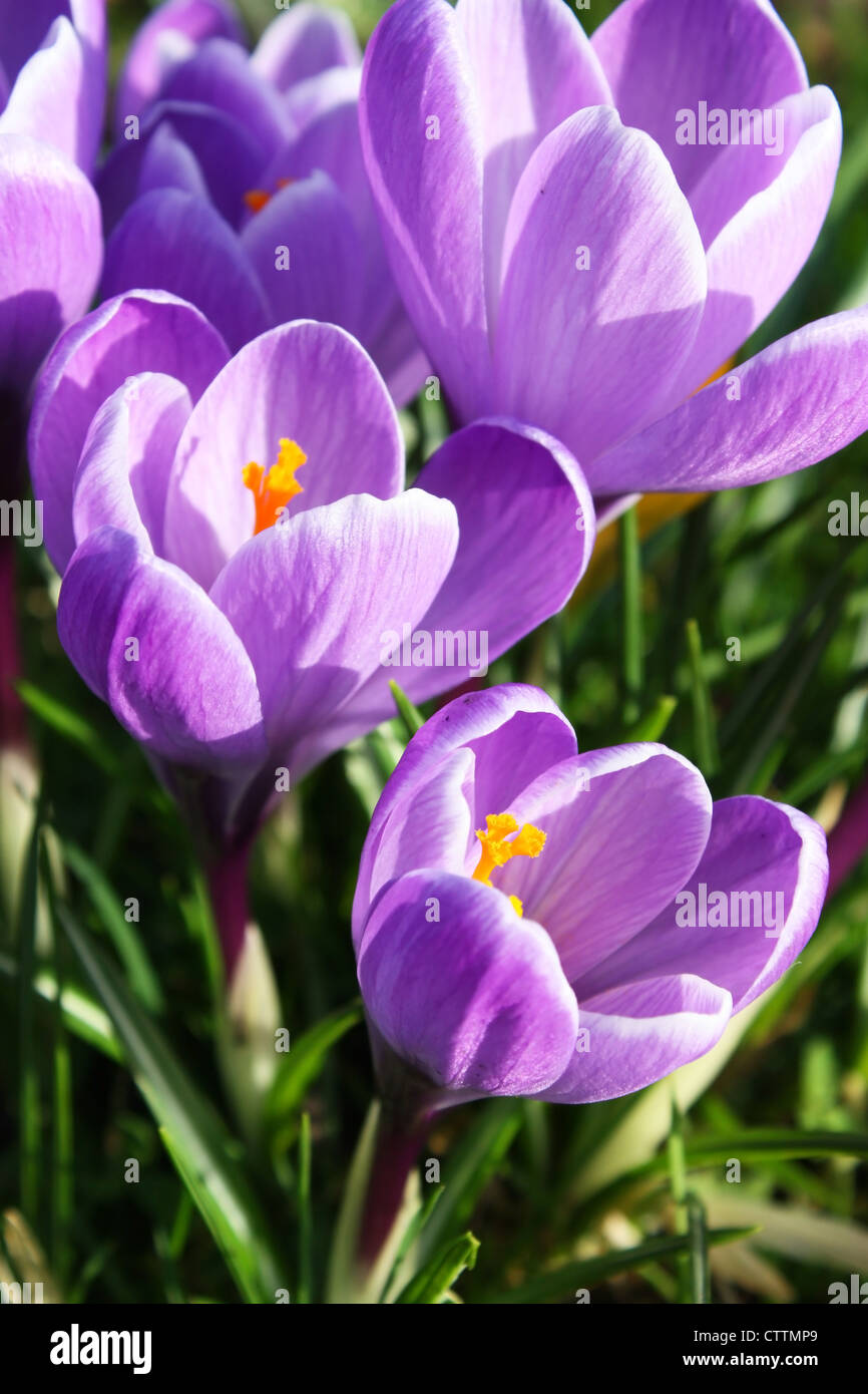 Violet crocus flowers in spring season Stock Photo - Alamy