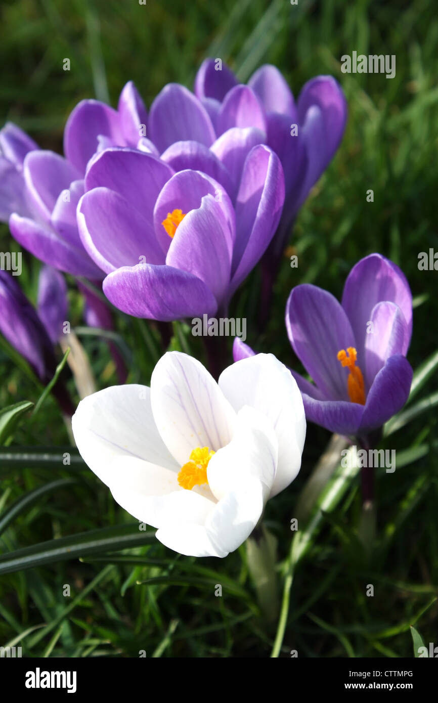 Violet crocus flowers in spring season Stock Photo - Alamy