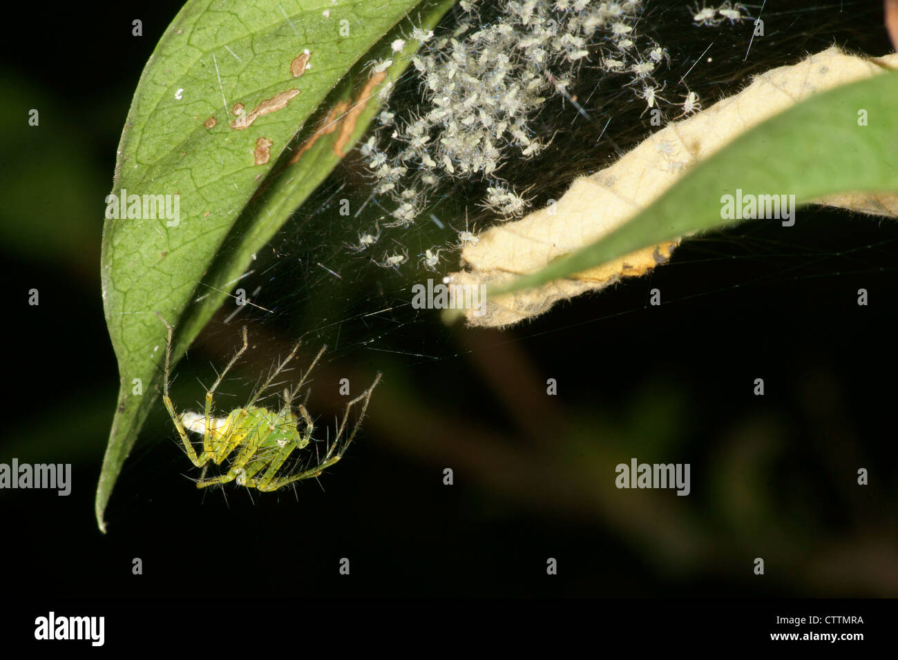 Spider hatchlings hi-res stock photography and images - Alamy