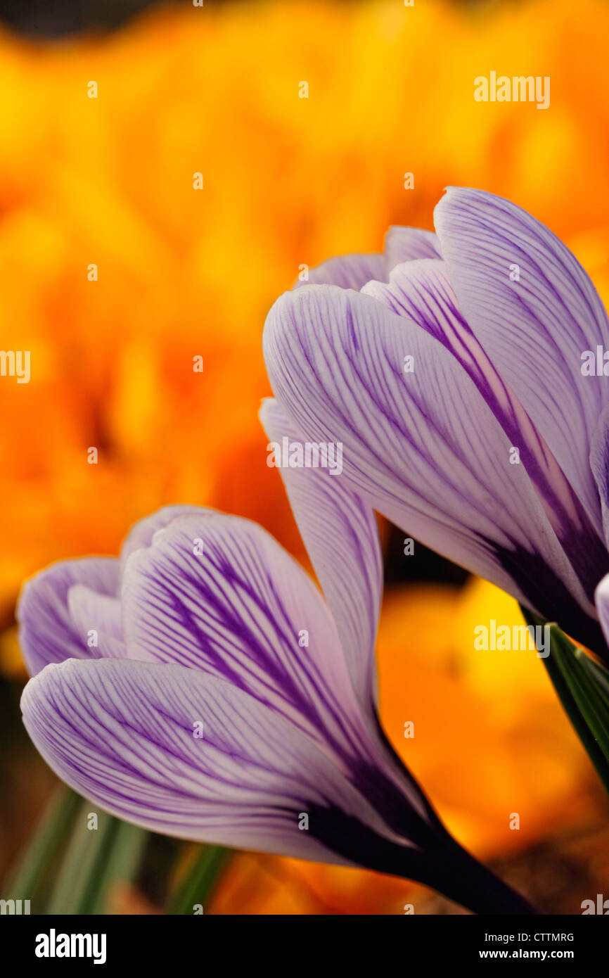 Garden plants perennials early spring blooming harmony hi-res stock ...